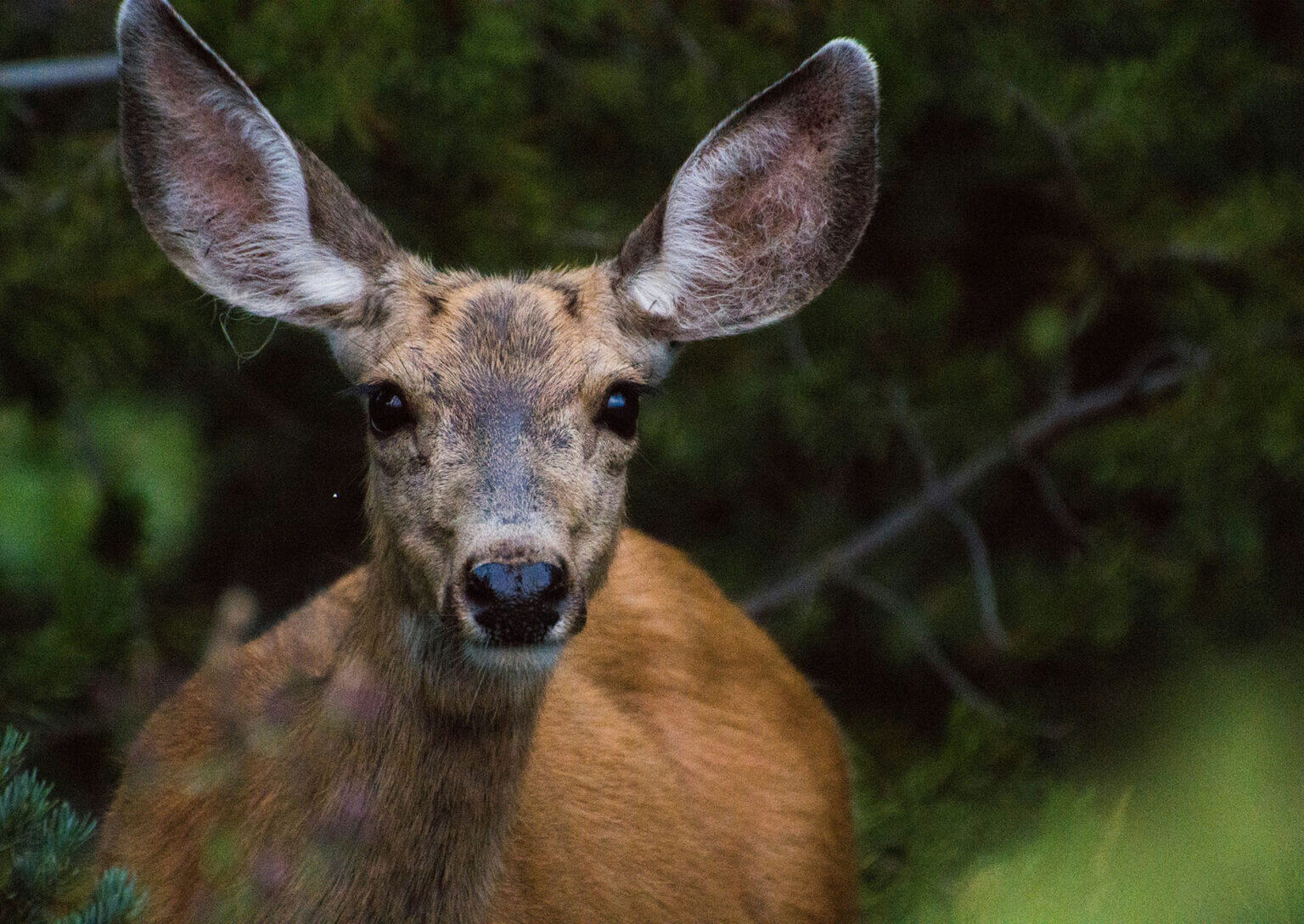 Animal discovery — Basecamps